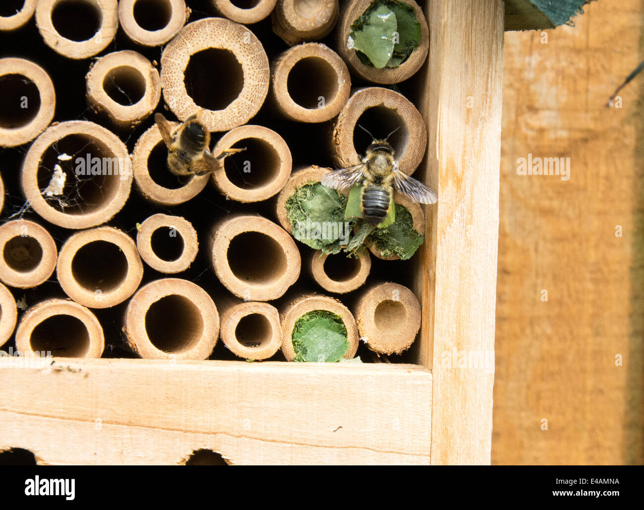 Leaf cutter bee uk hi-res stock photography and images - Alamy
