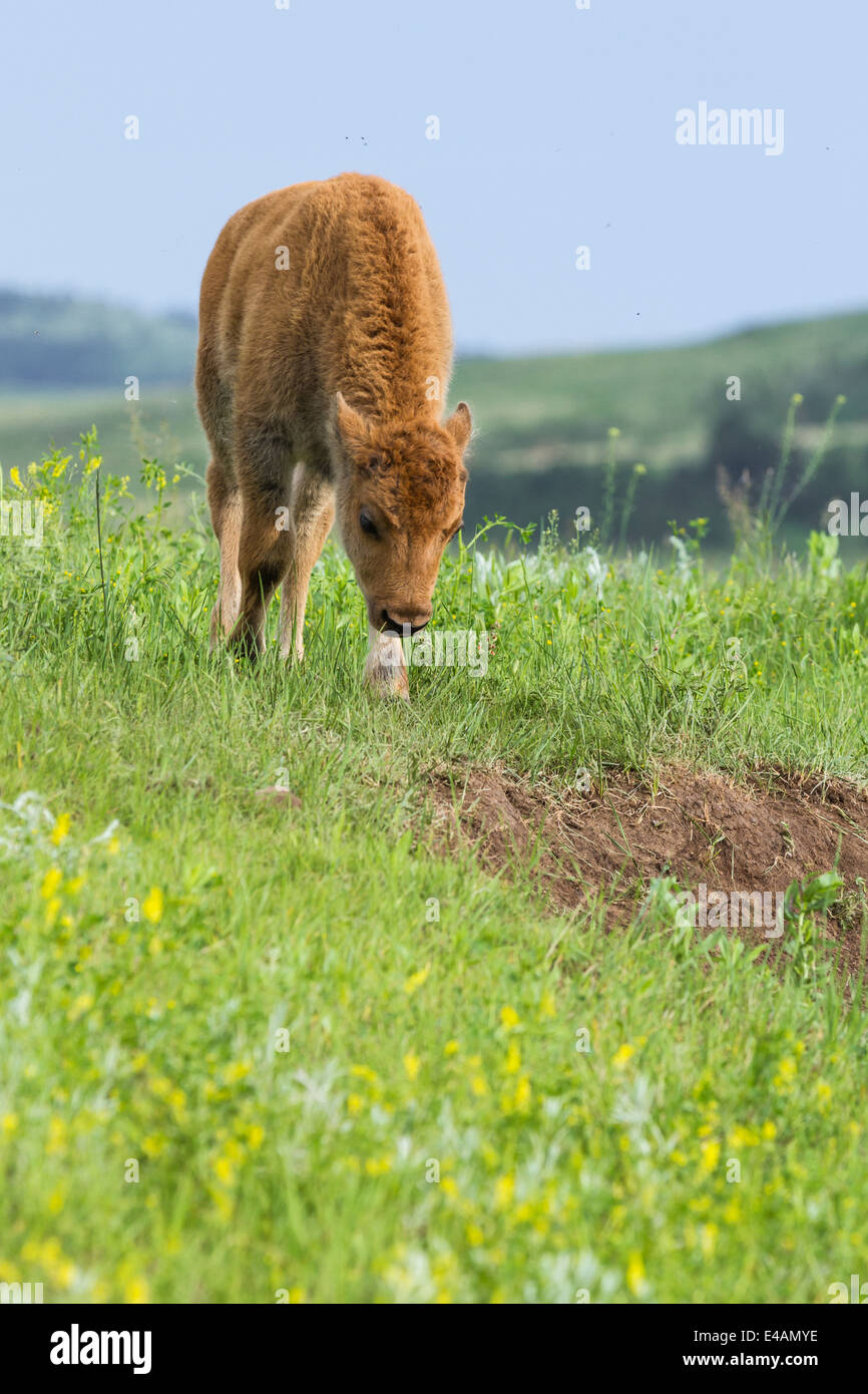 wild american buffalo calf in the grasslands of South Dakota Stock ...