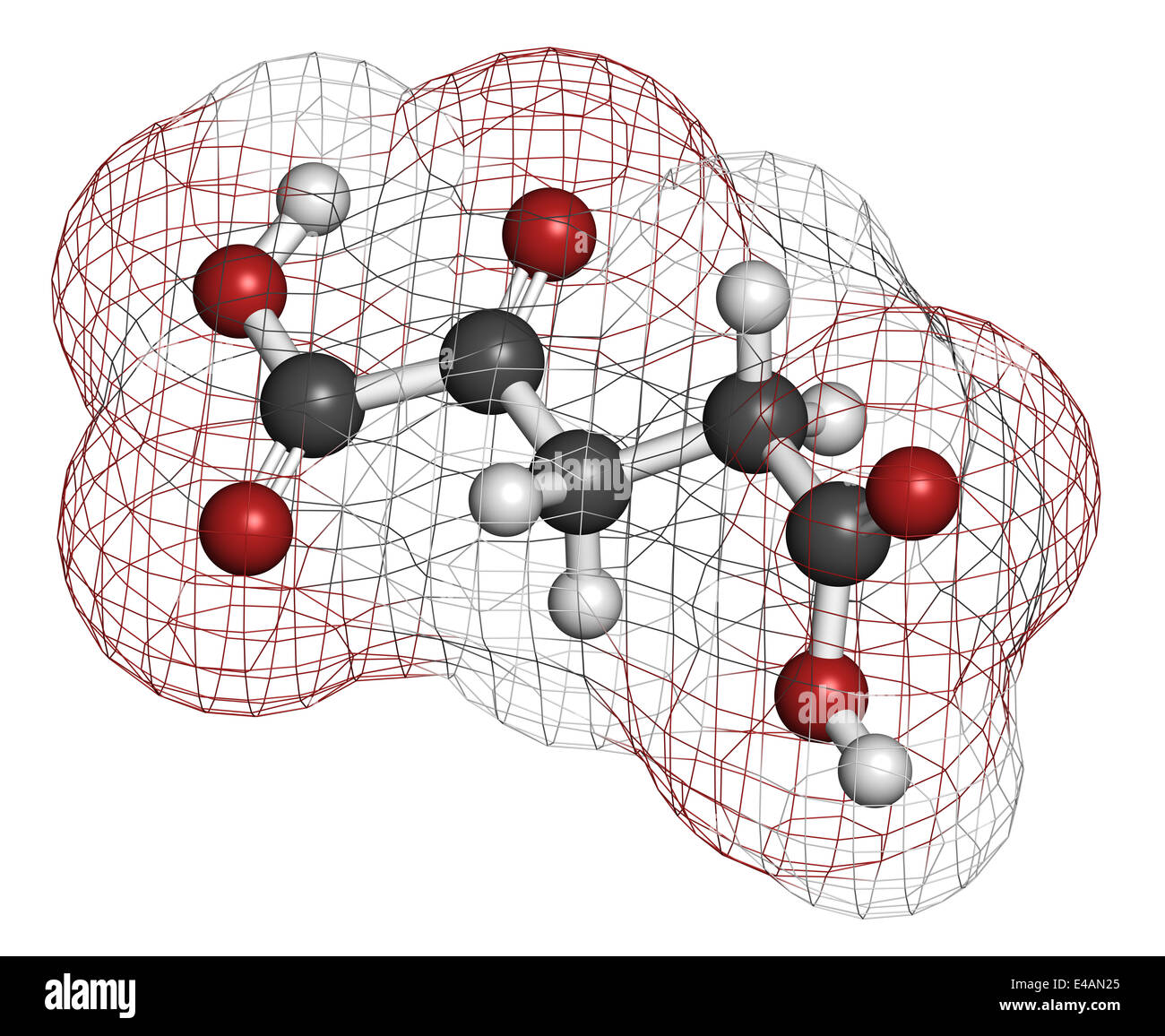 Alpha-ketoglutaric acid (ketoglutarate, oxo-glutarate). Intermediate ...