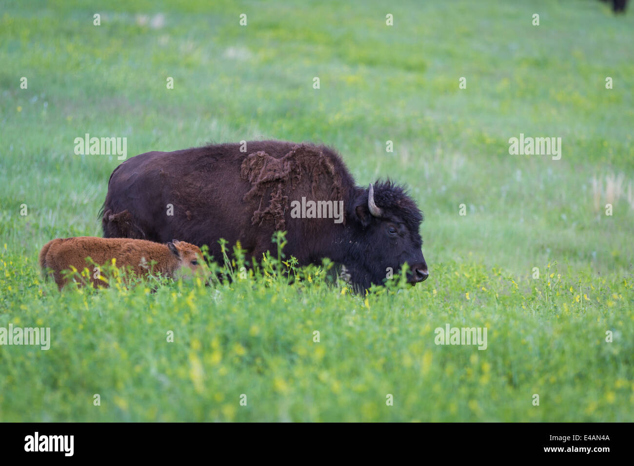 wild american buffalo family in the grasslands of South Dakota Stock ...