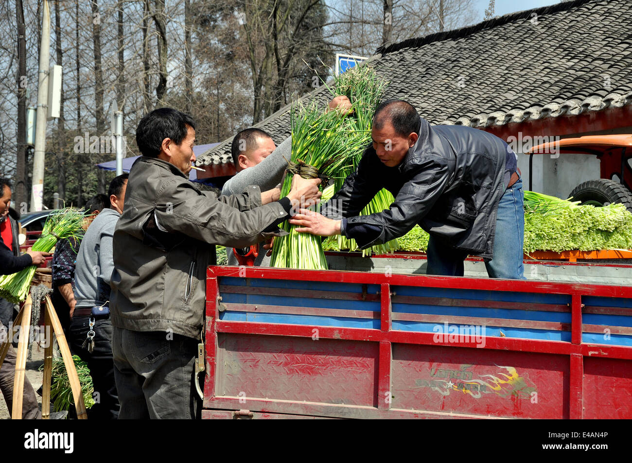 Pengzhou, China: Farmers unloading freshly harvested green garlic at a ...