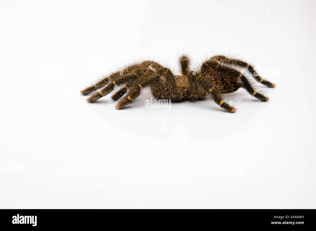 Peruvian Pinktoe Tarantula Spider Stock Photo - Alamy