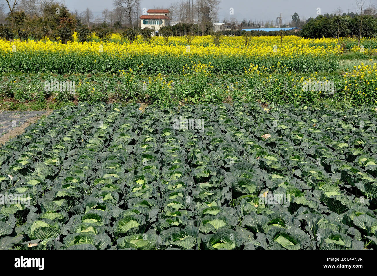 Pengzhou, China: Field of Cabbages and yellow Rapeseed oil flowers on a ...