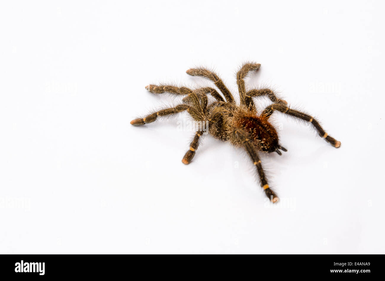 Peruvian Pinktoe Tarantula Spider Stock Photo - Alamy