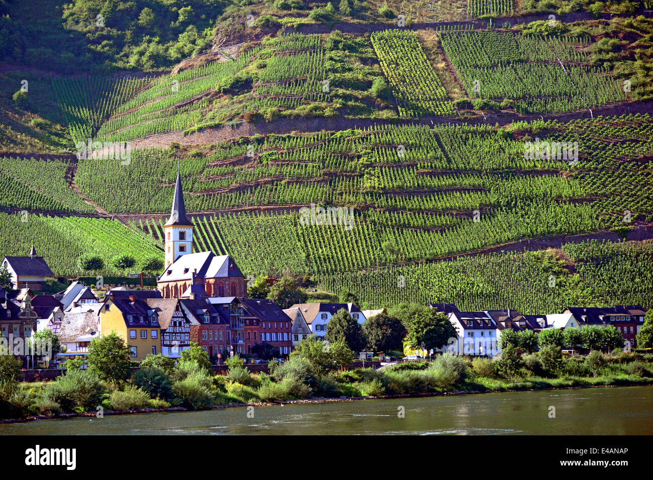 Mosel River Valley Germany Europe Vineyards Wineries Cruise DE Stock ...