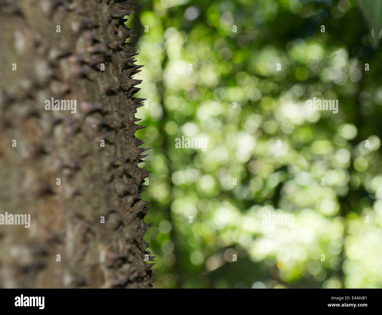 Sandbox tree possumwood jabillo hura hi-res stock photography and ...