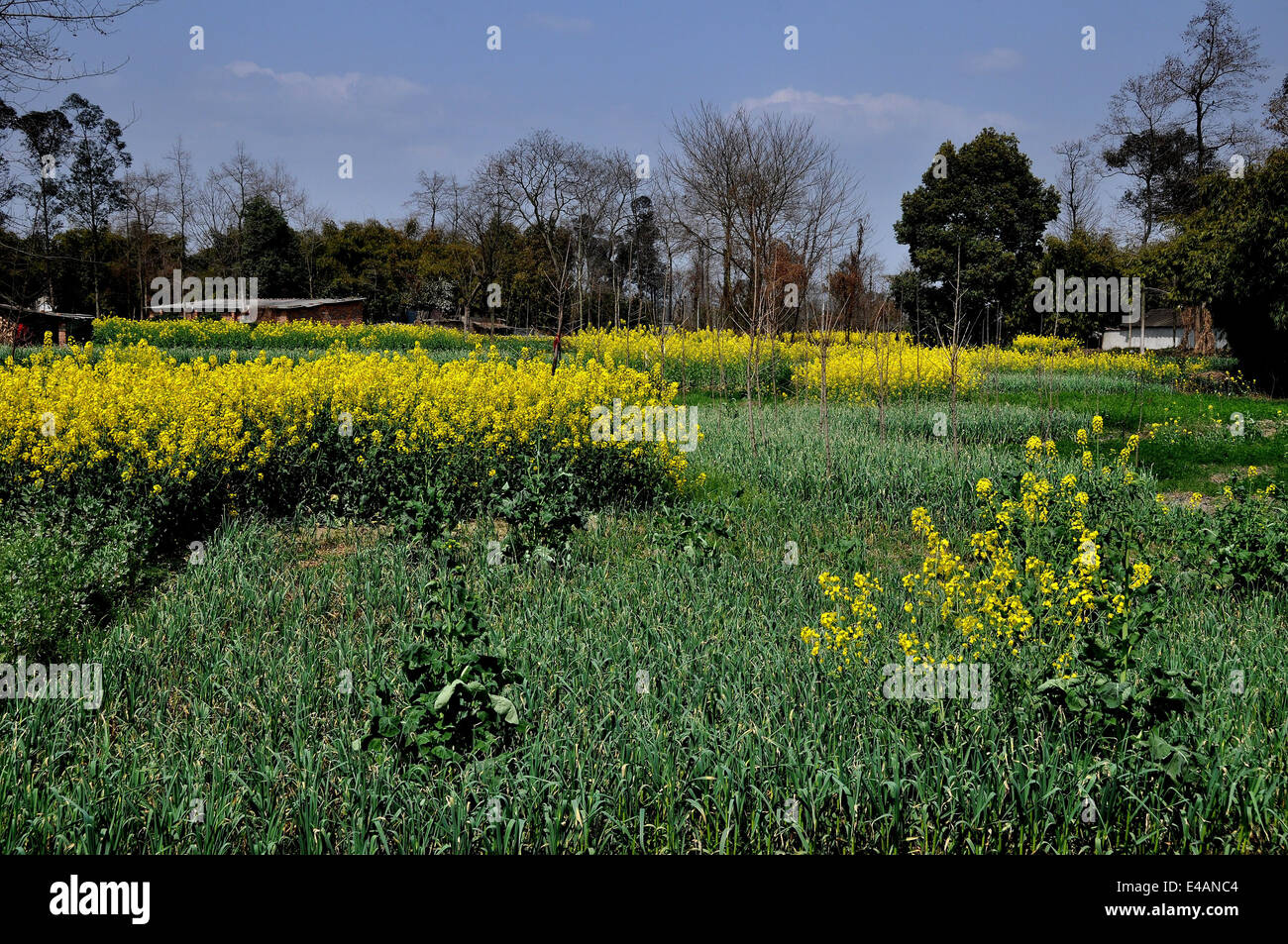 Pengzhou, China: Fields of green garlic and yellow Rapeseed oil flowers ...