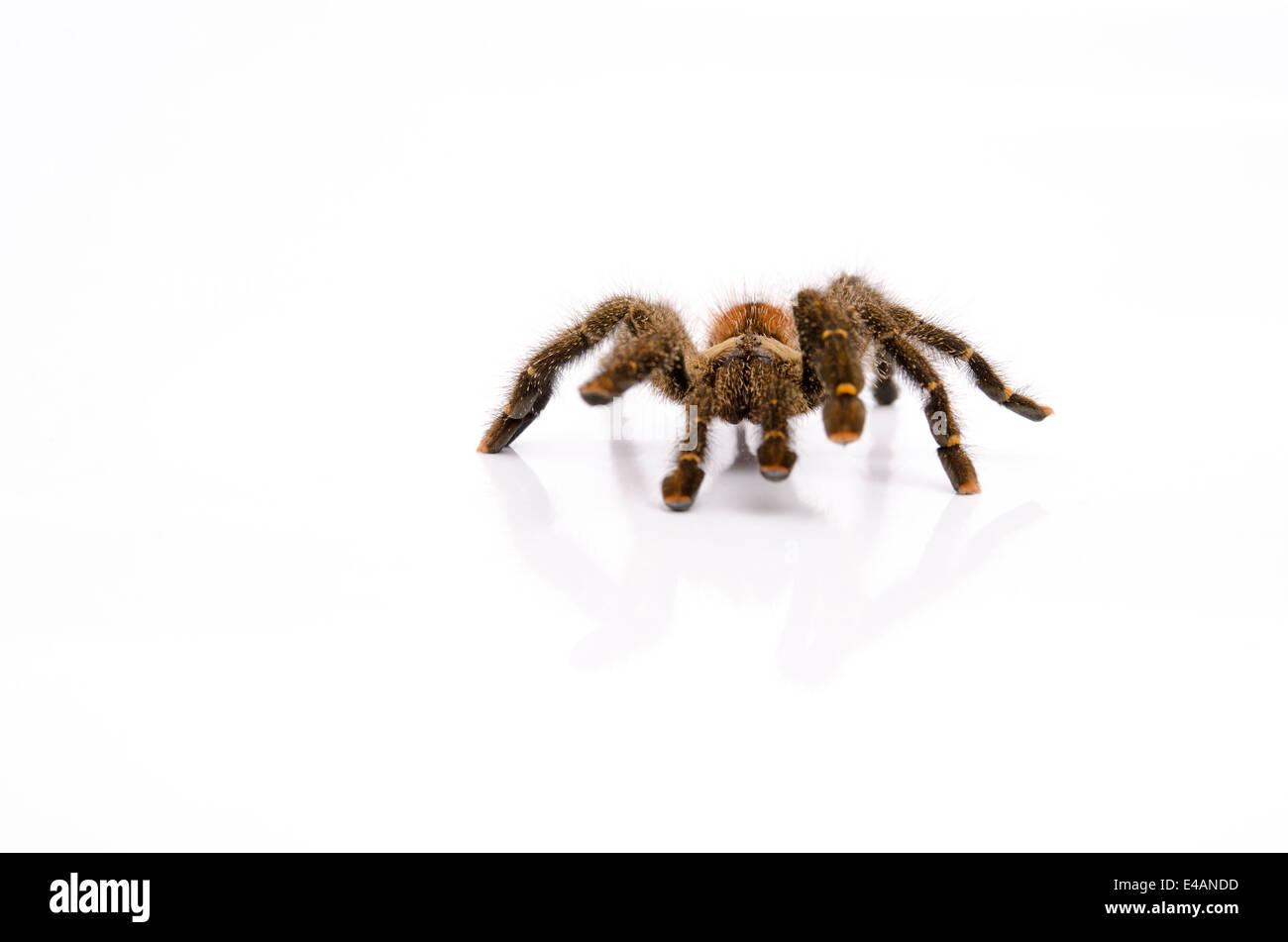 Peruvian Pinktoe Tarantula Spider Stock Photo - Alamy