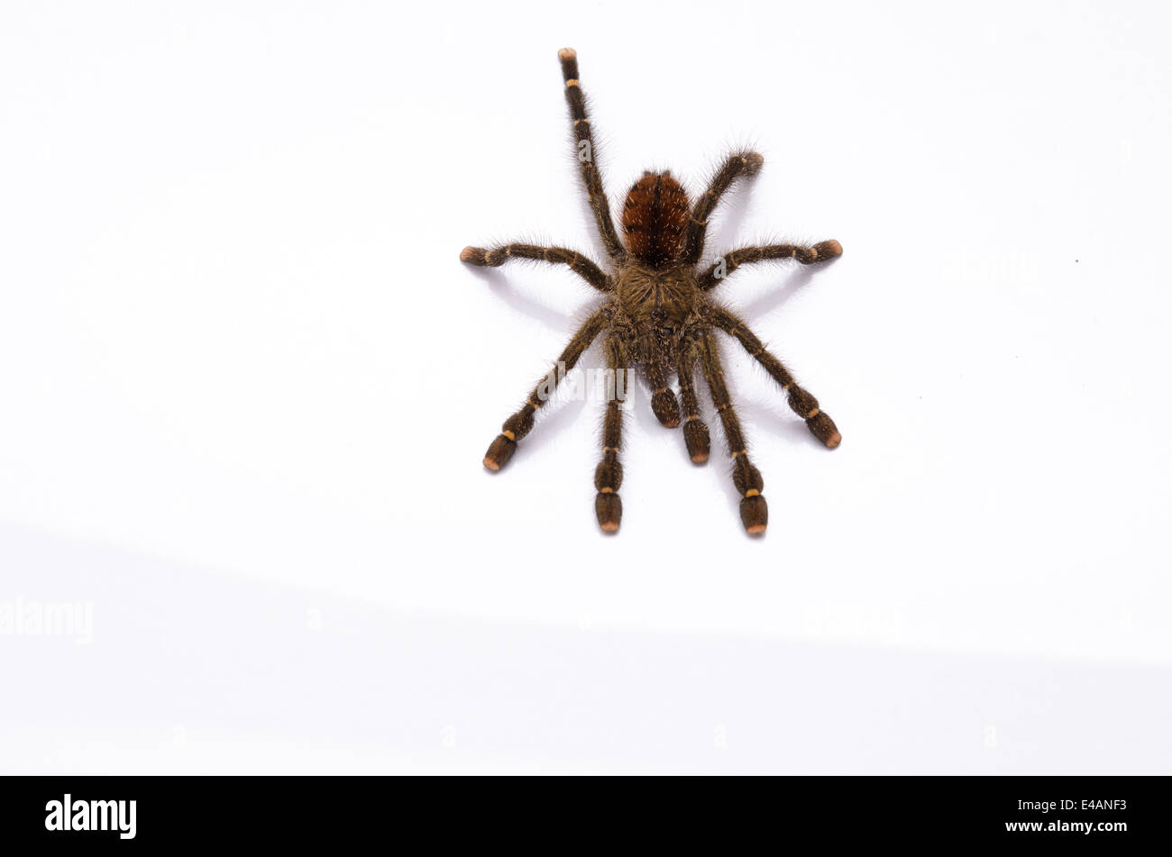 Peruvian Pinktoe Tarantula Spider Stock Photo - Alamy