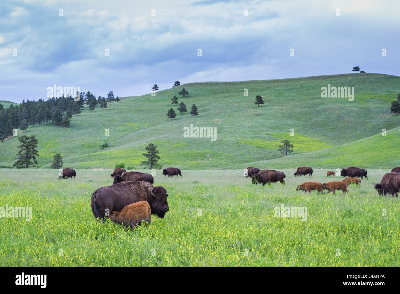 Baby buffalo custer state hi-res stock photography and images - Alamy
