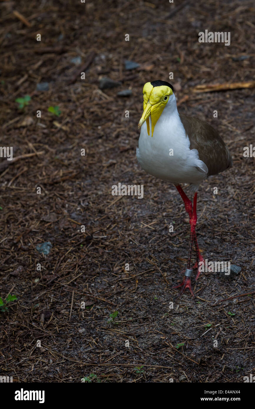 masked lapwing with beautiful yellow flaps on his face at a zoo in ...