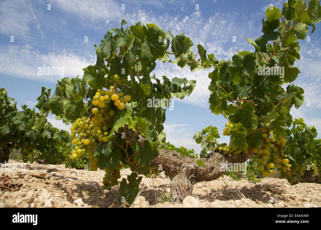 grapevine plants with grapes Stock Photo - Alamy
