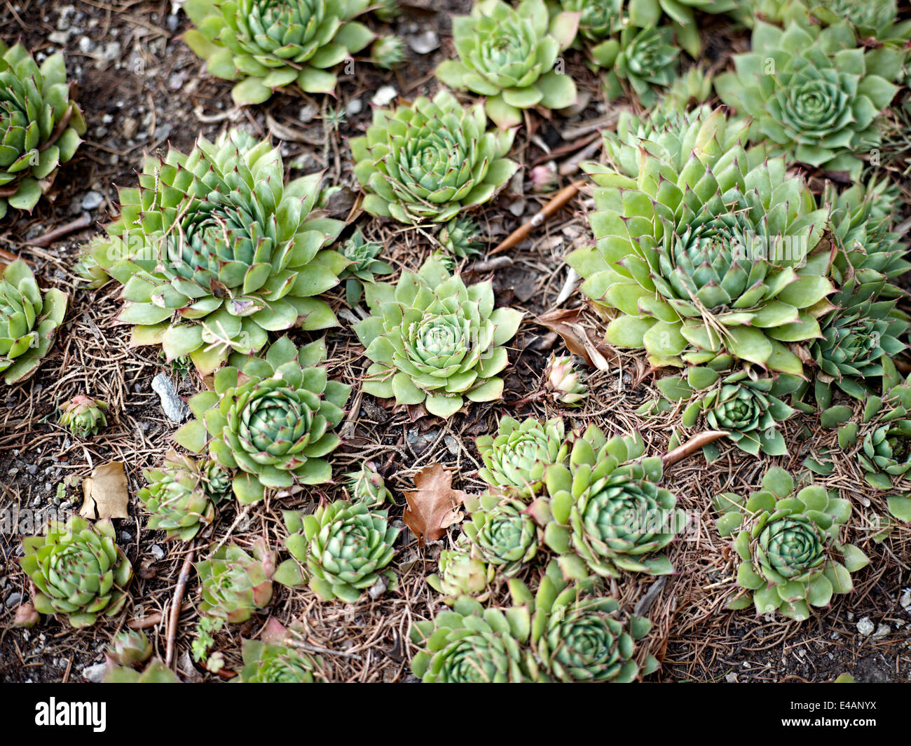 Green succulents on the forest floor Stock Photo - Alamy