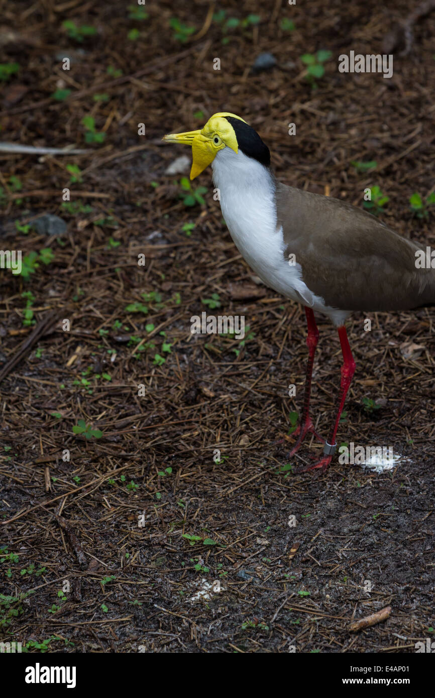 masked lapwing with beautiful yellow flaps on his face at a zoo in ...