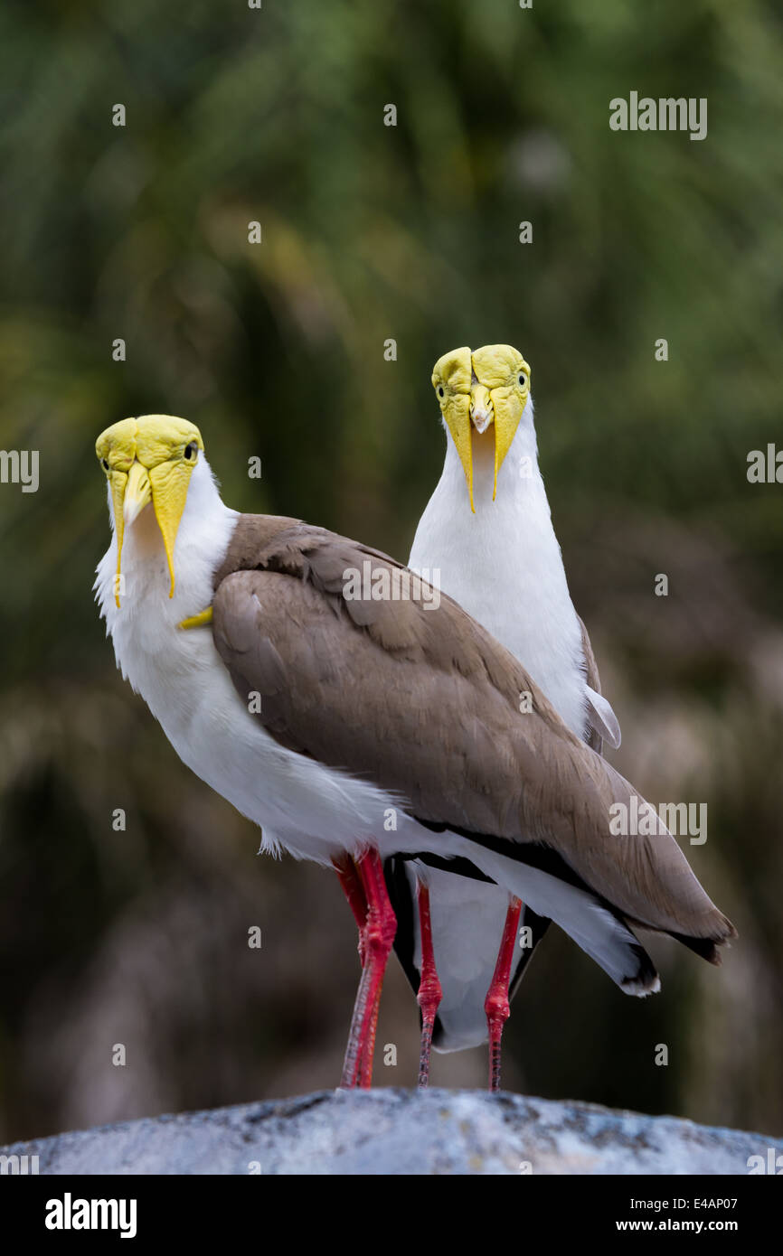 masked lapwing with beautiful yellow flaps on his face at a zoo in ...