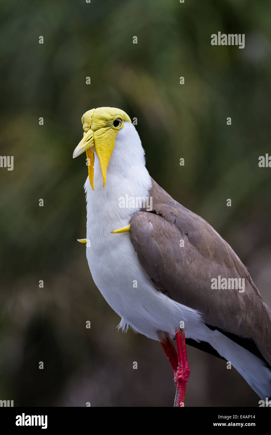 masked lapwing with beautiful yellow flaps on his face at a zoo in ...