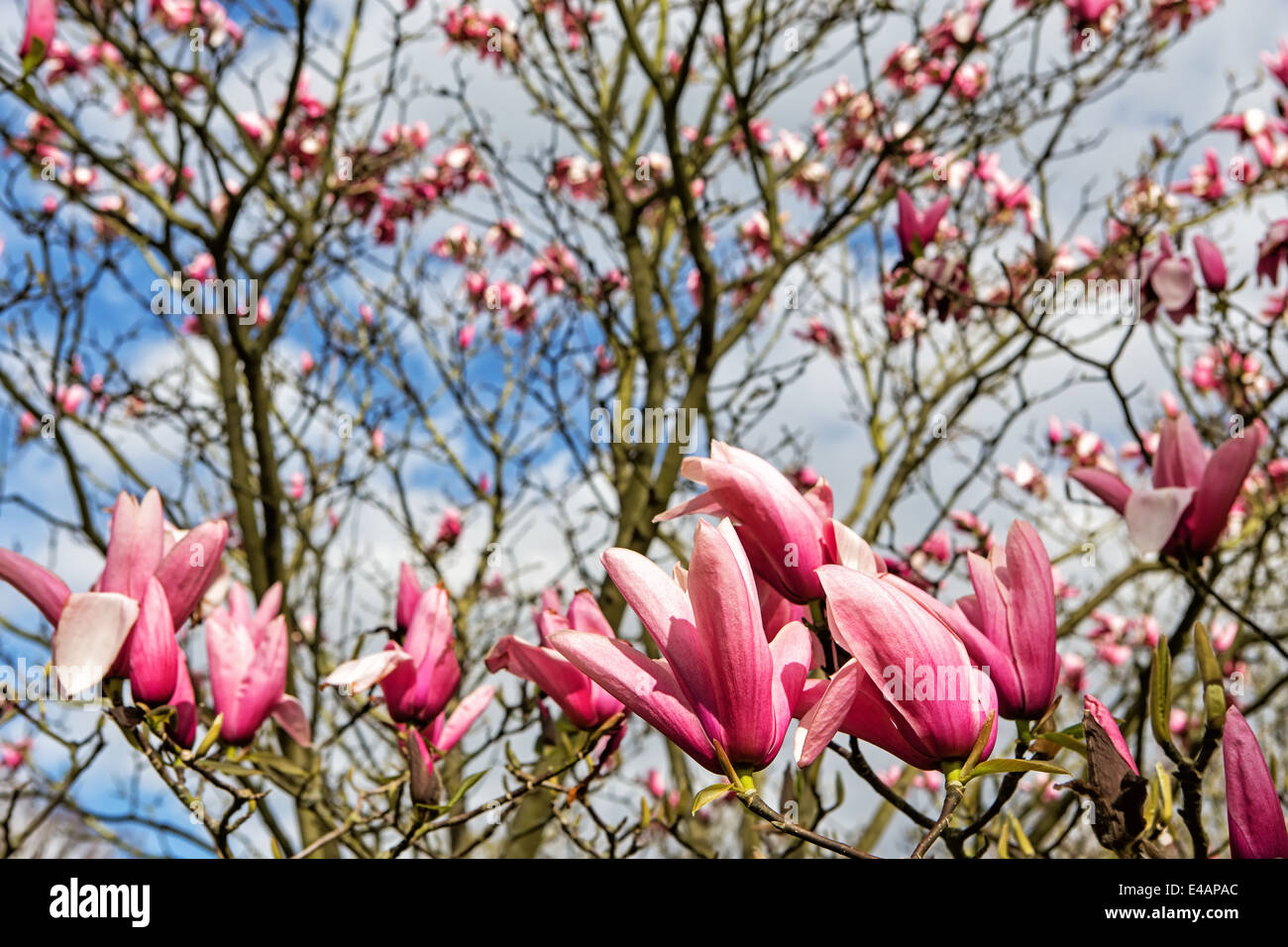 Magnolia tree in the park Stock Photo - Alamy