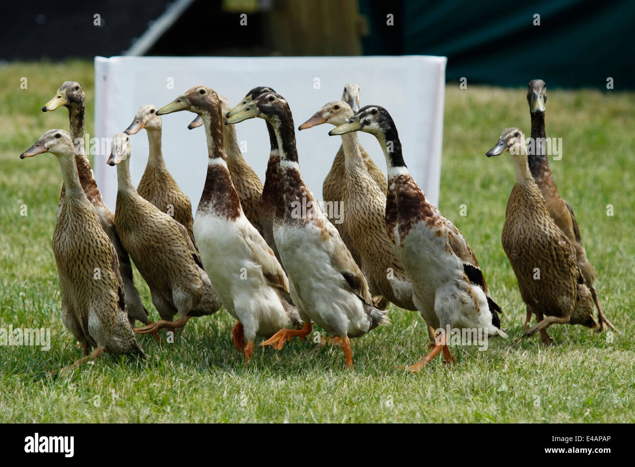 Walking with ducks hi-res stock photography and images - Alamy