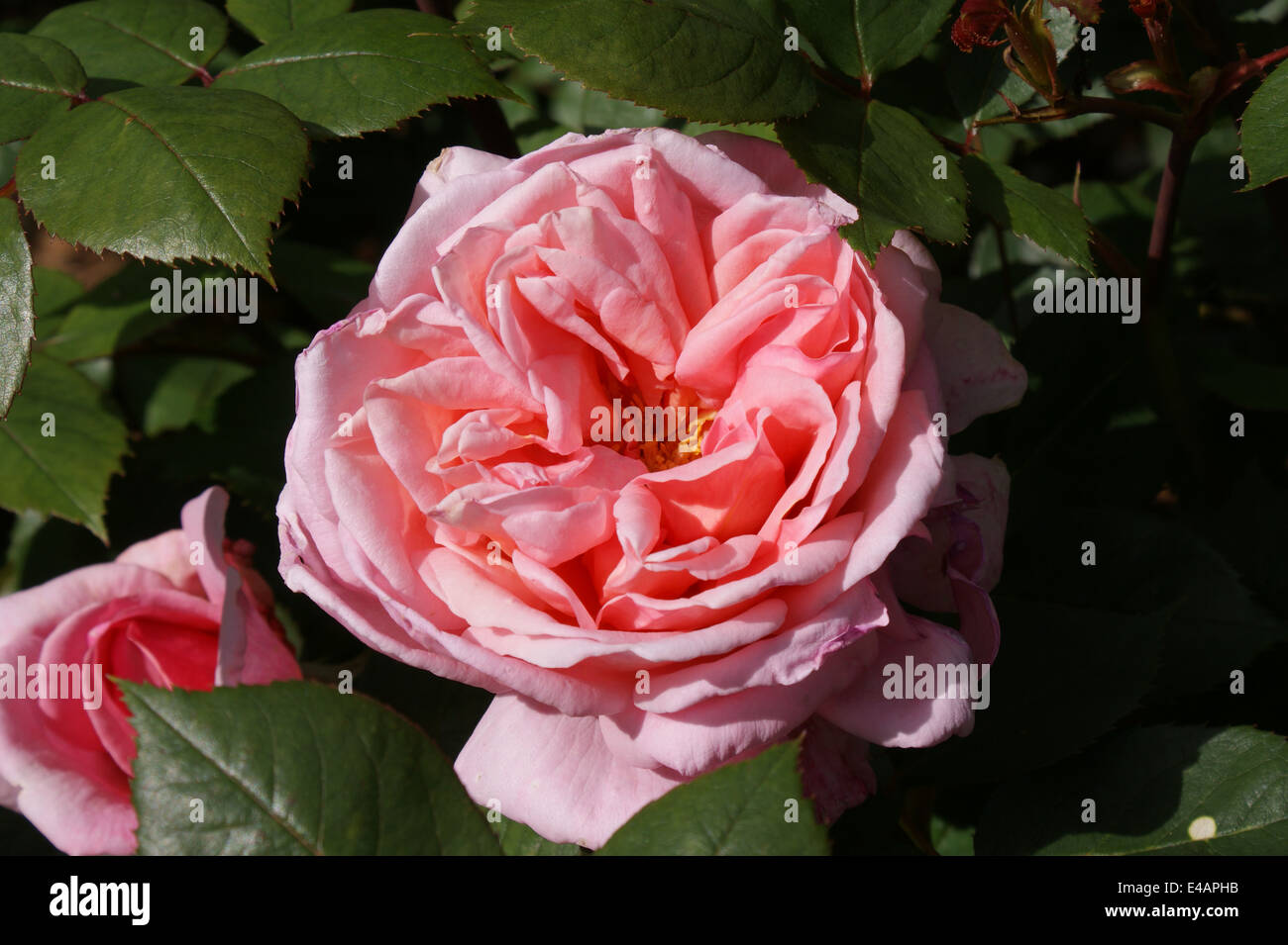 Rose 'Brother Cadfael' Stock Photo - Alamy