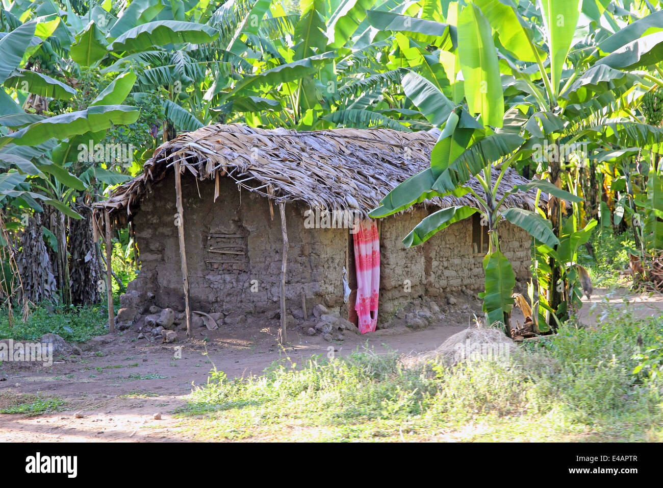 A poor mud hut in a forest of banana trees Stock Photo - Alamy