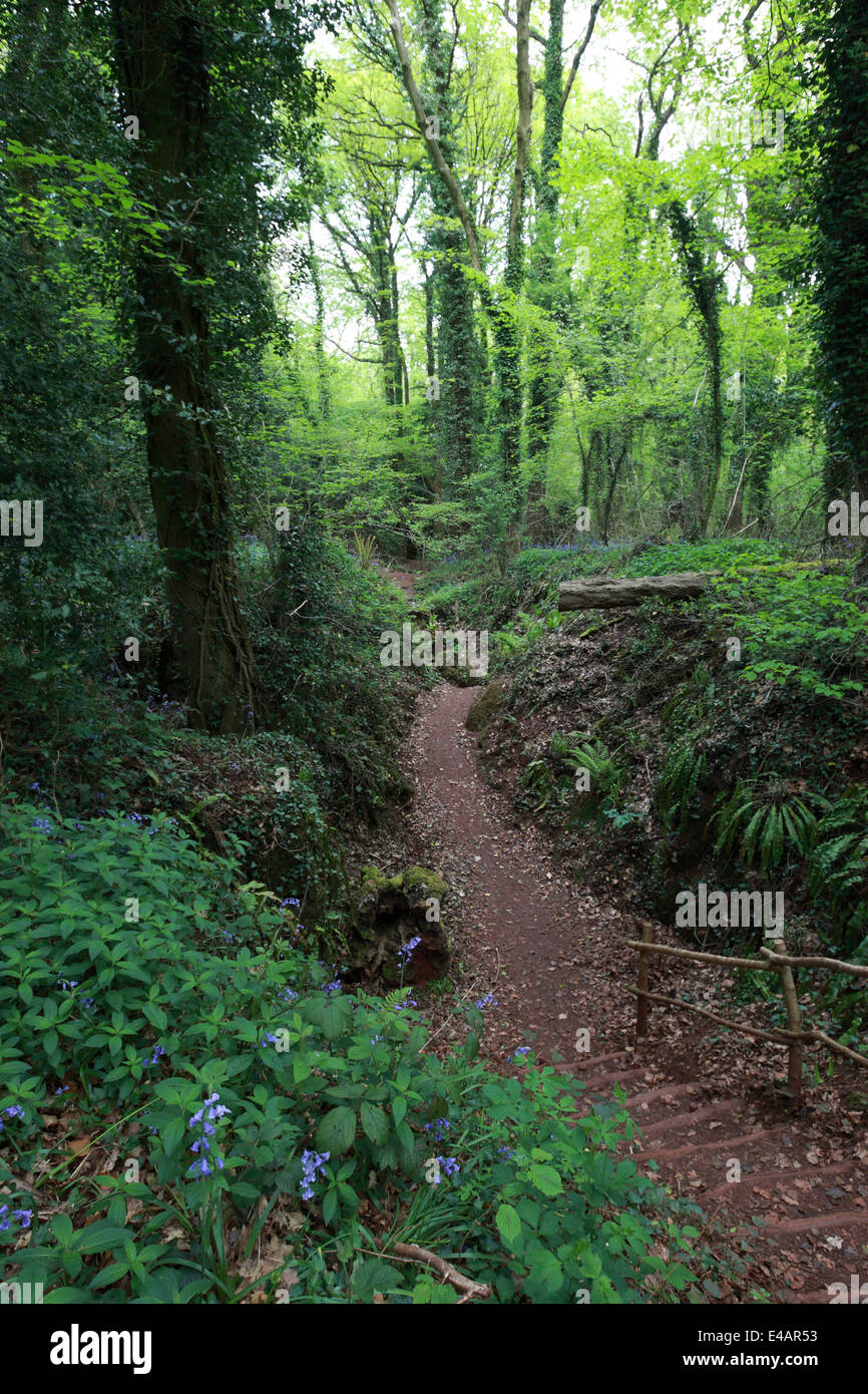 Forest of Dean, Coleford, UK. 8th July, 2014. Actual shoot date varies ...