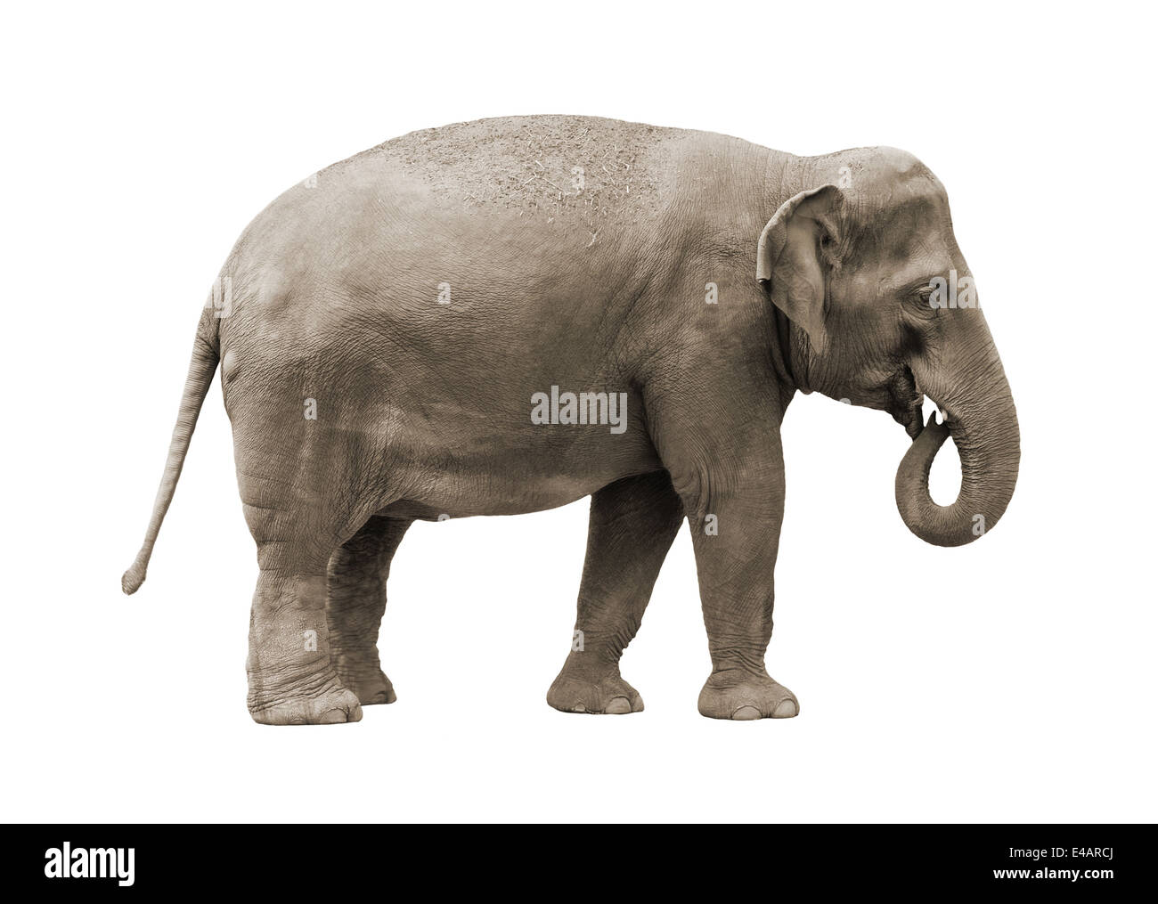 Asian elephant female isolated on white background Stock Photo - Alamy
