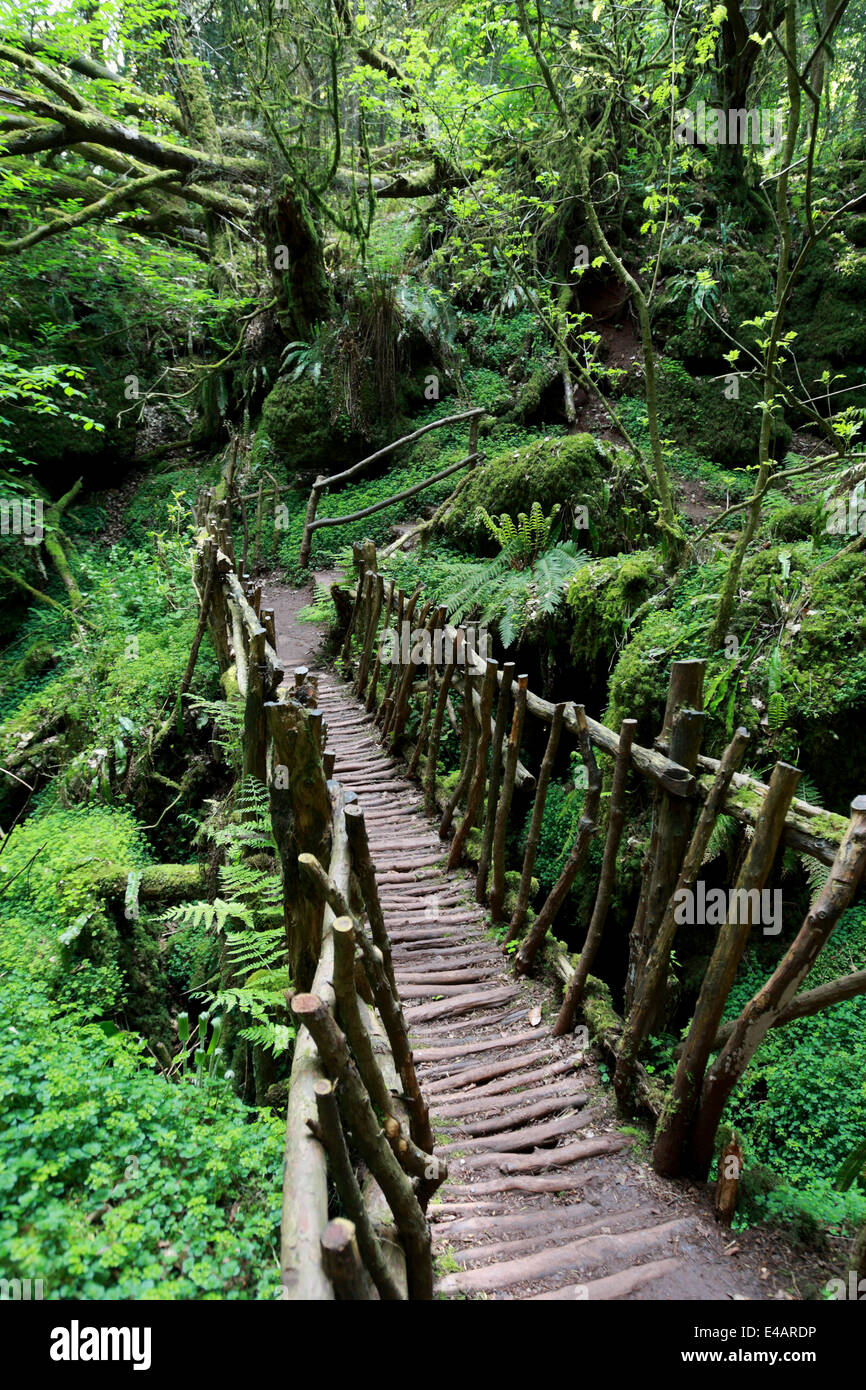 Forest of Dean, Coleford, UK. 8th July, 2014. Actual shoot date varies ...