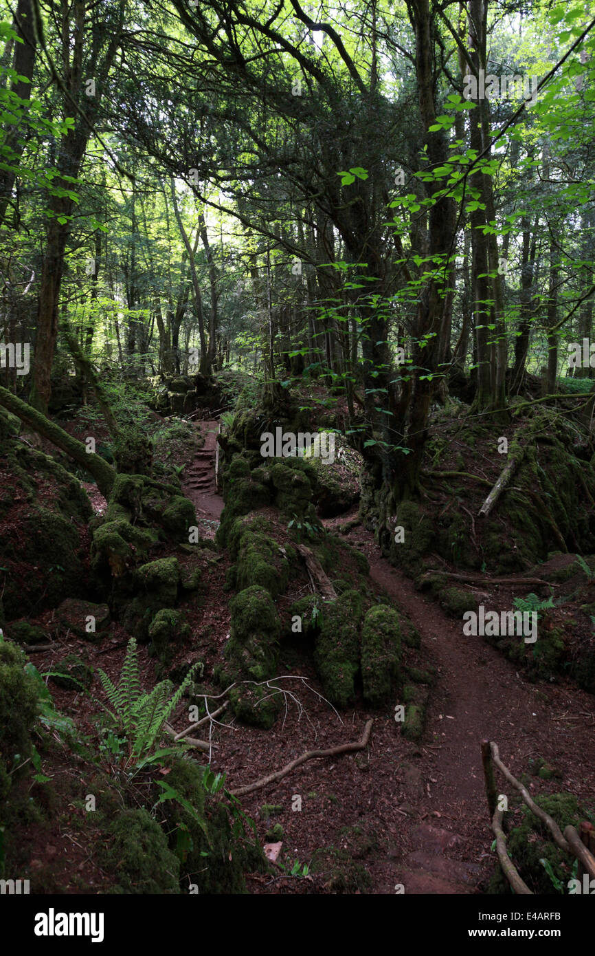 Forest of Dean, Coleford, UK. 8th July, 2014. Actual shoot date varies ...