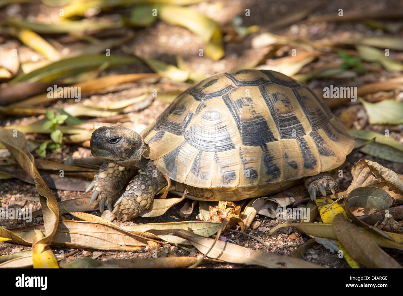 Wild tortoises in a garden in Sivota, Greece Stock Photo - Alamy