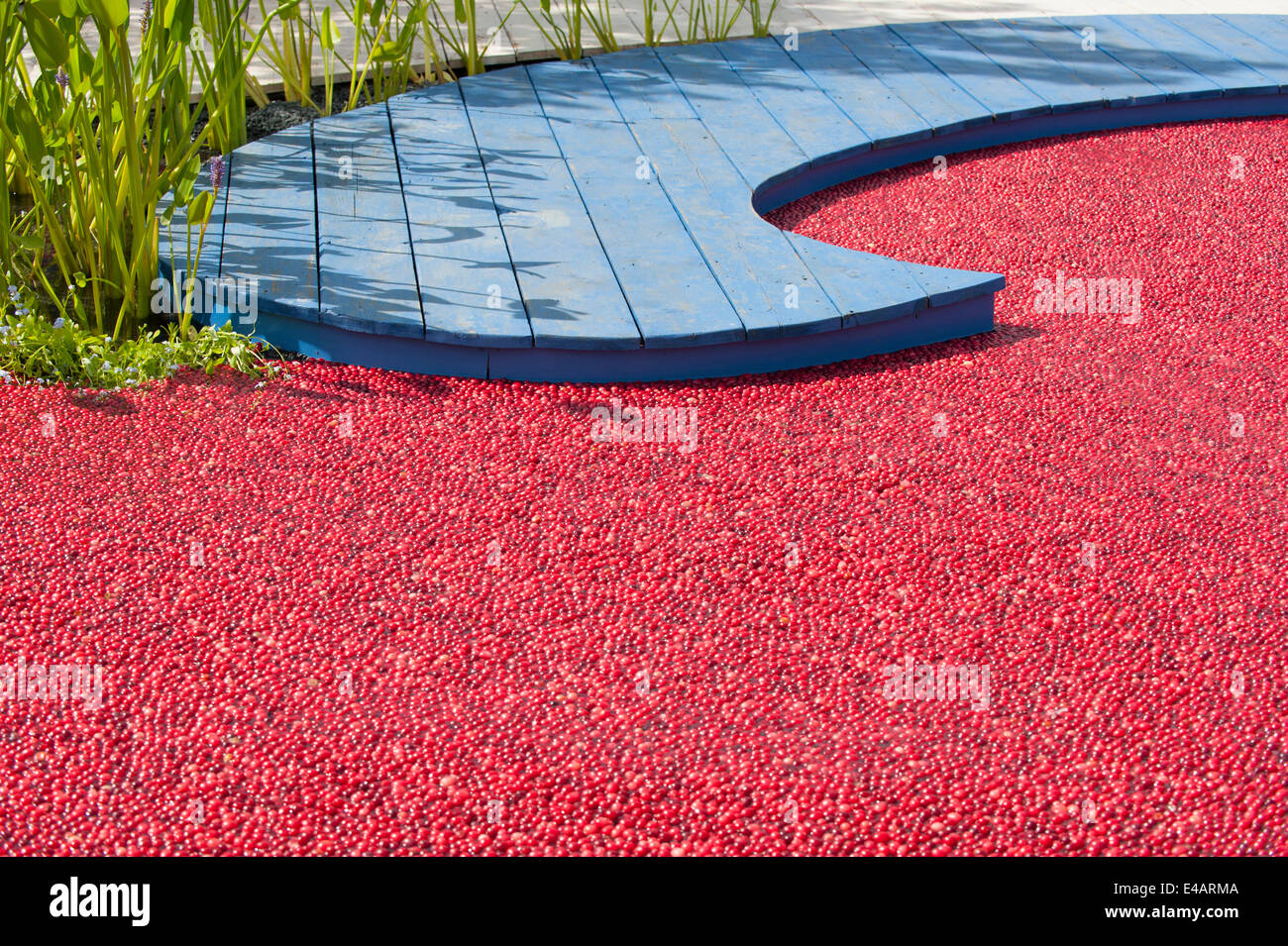 Ocean spray cranberries hi-res stock photography and images - Alamy