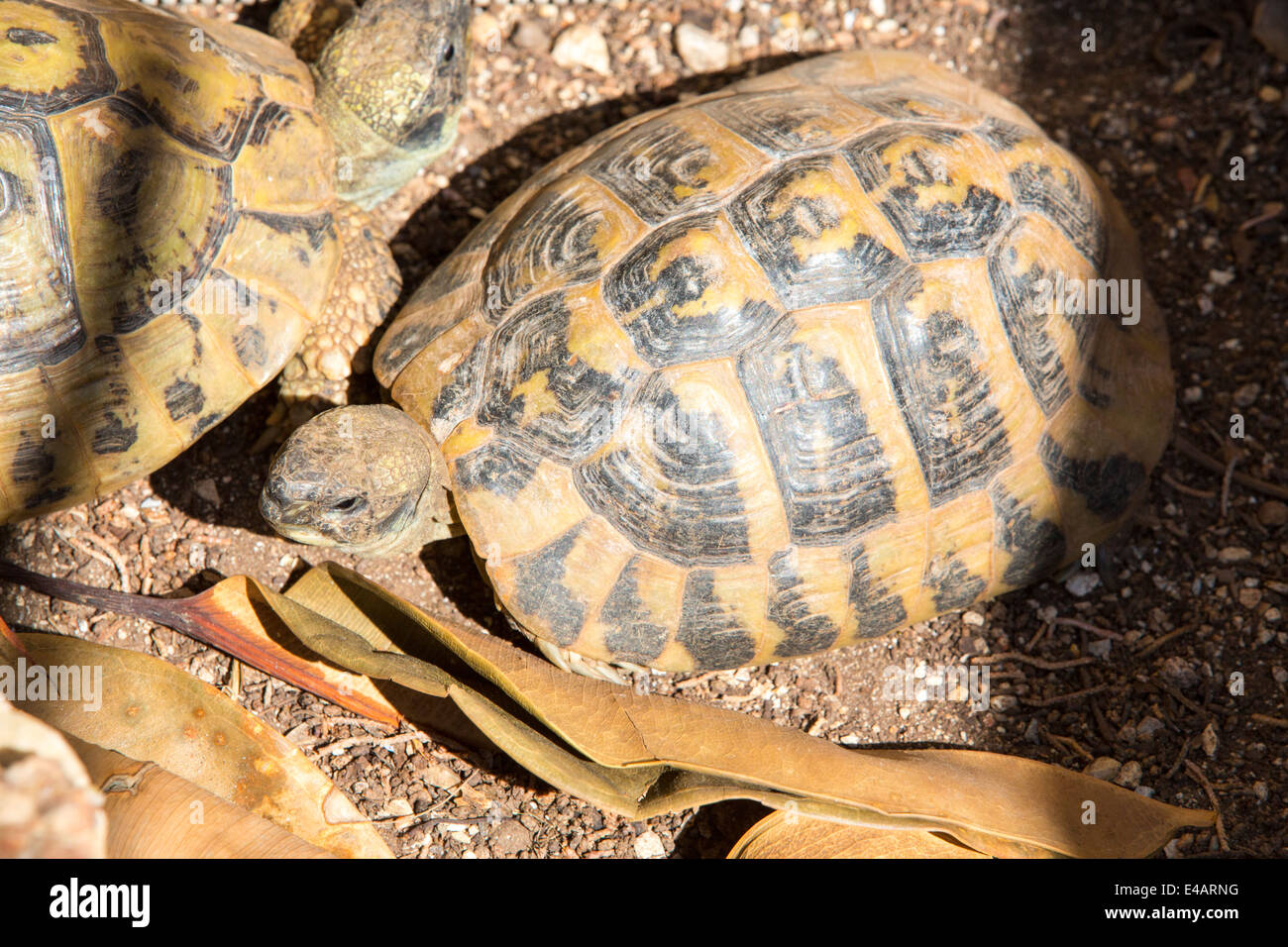 Wild tortoises in a garden in Sivota, Greece Stock Photo - Alamy