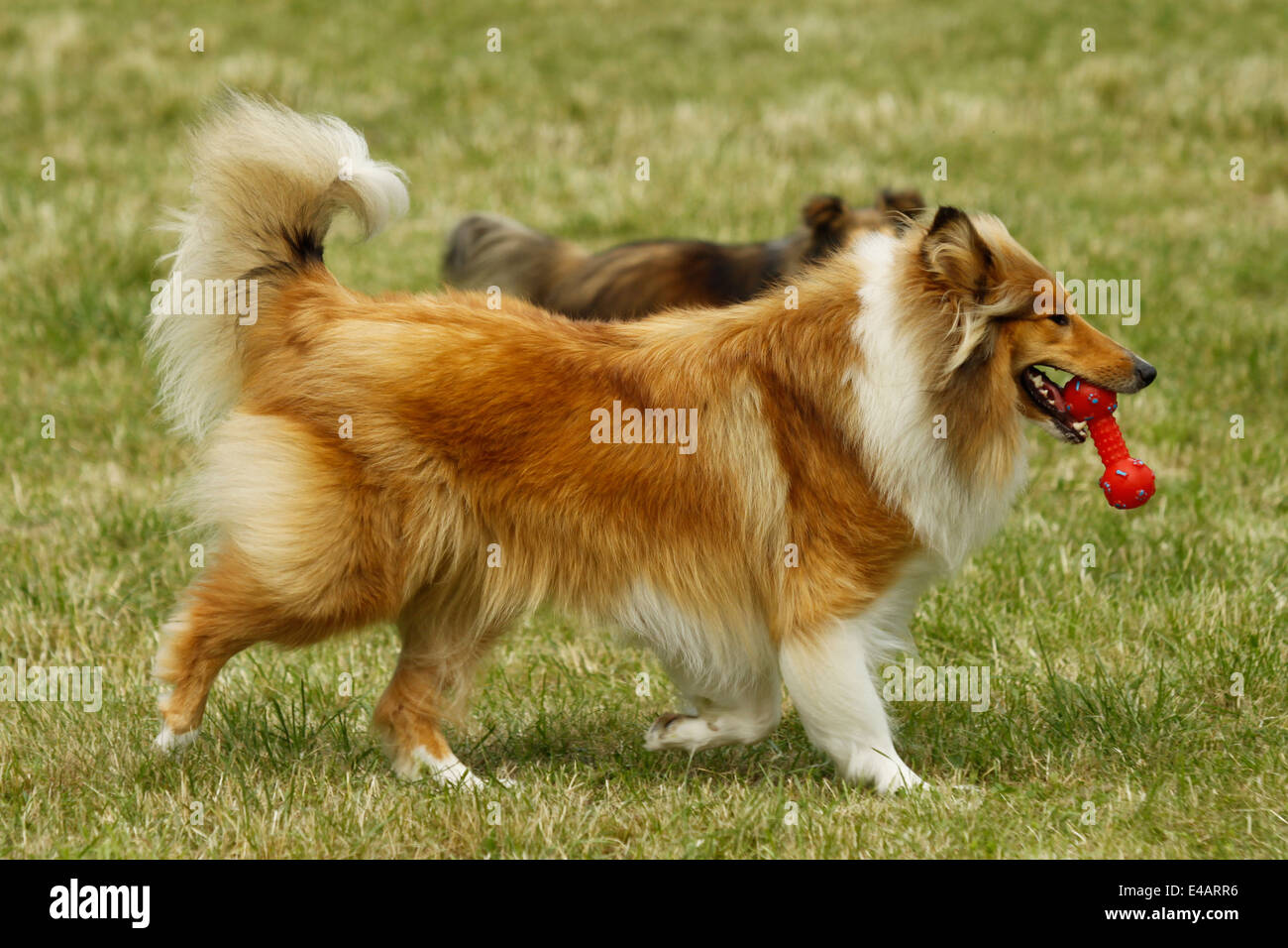Walking Collie with toy Stock Photo - Alamy