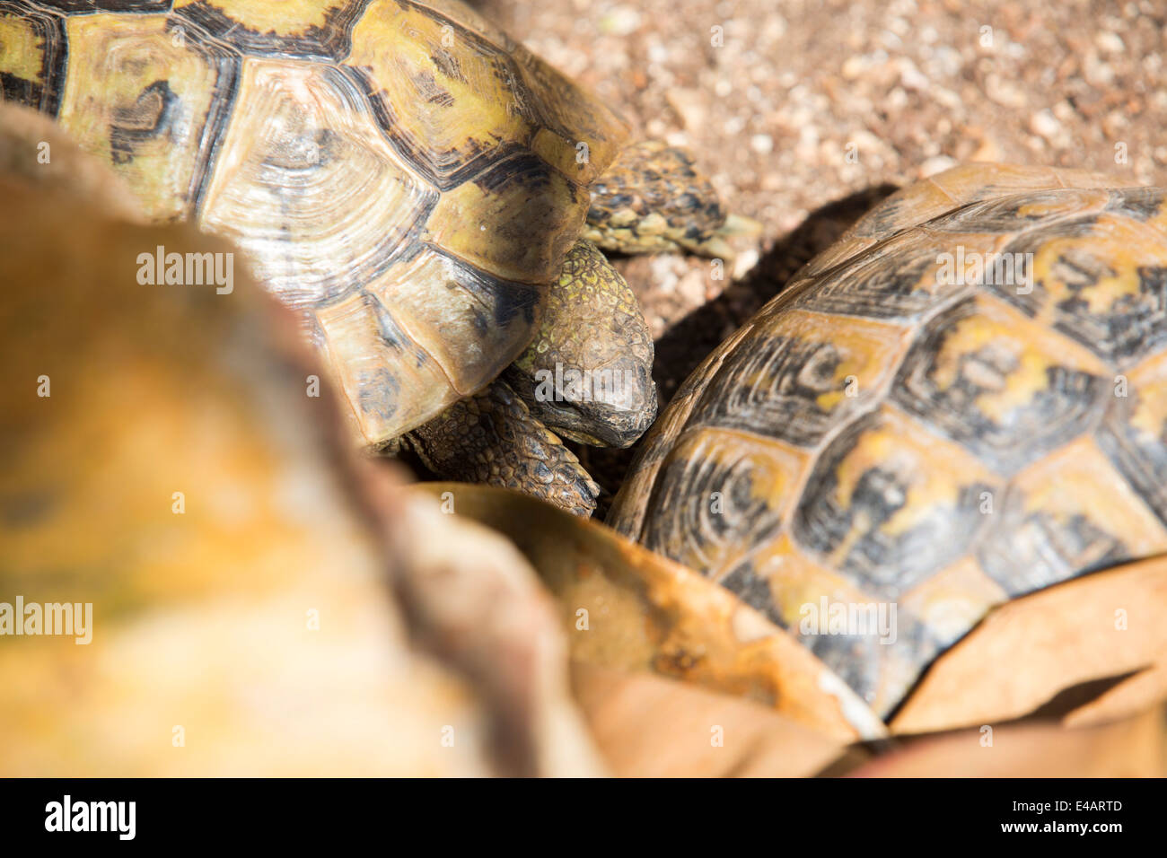 Wild tortoises in a garden in Sivota, Greece Stock Photo - Alamy
