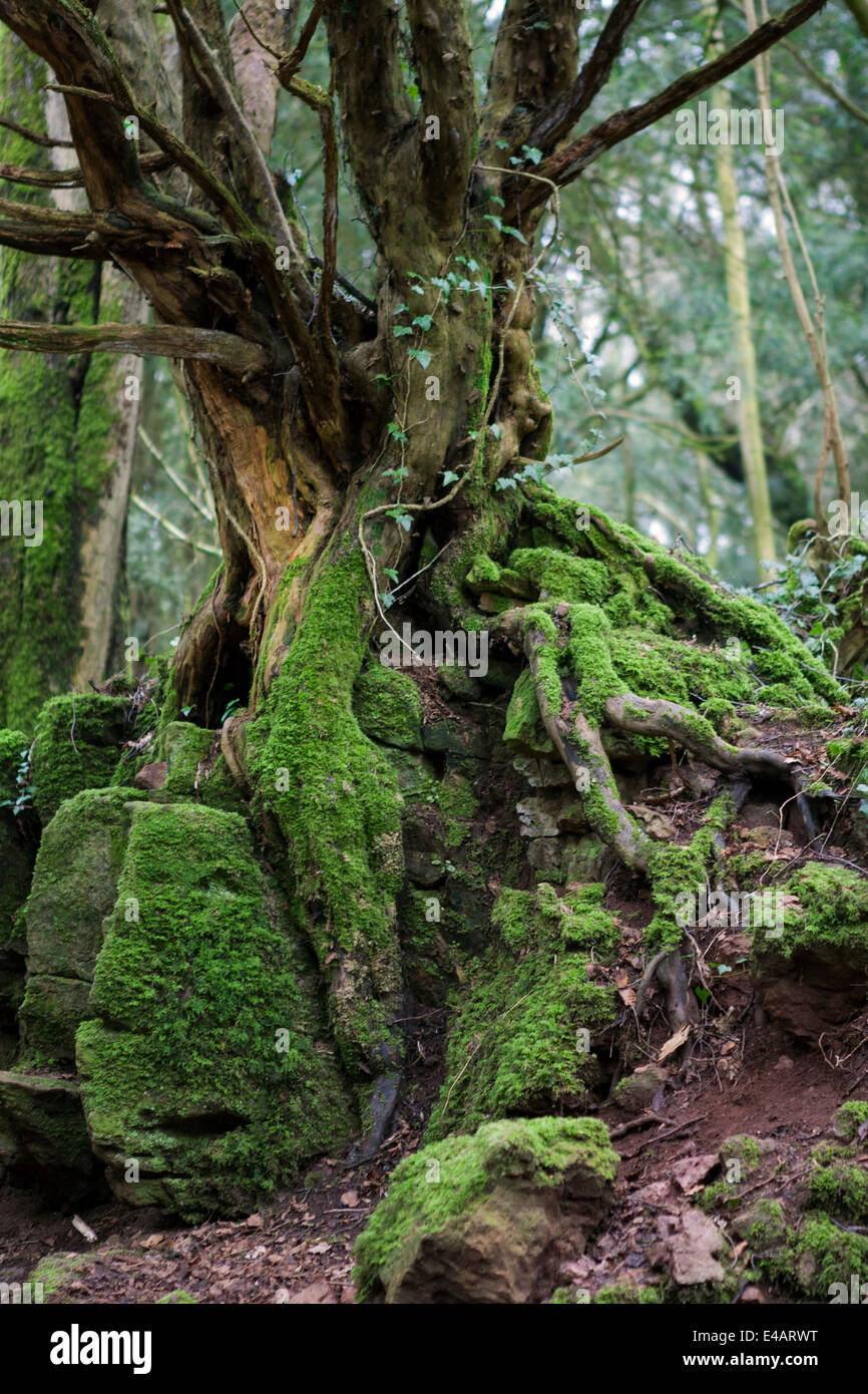 Forest of Dean, Coleford, UK. 8th July, 2014. Actual shoot date varies ...