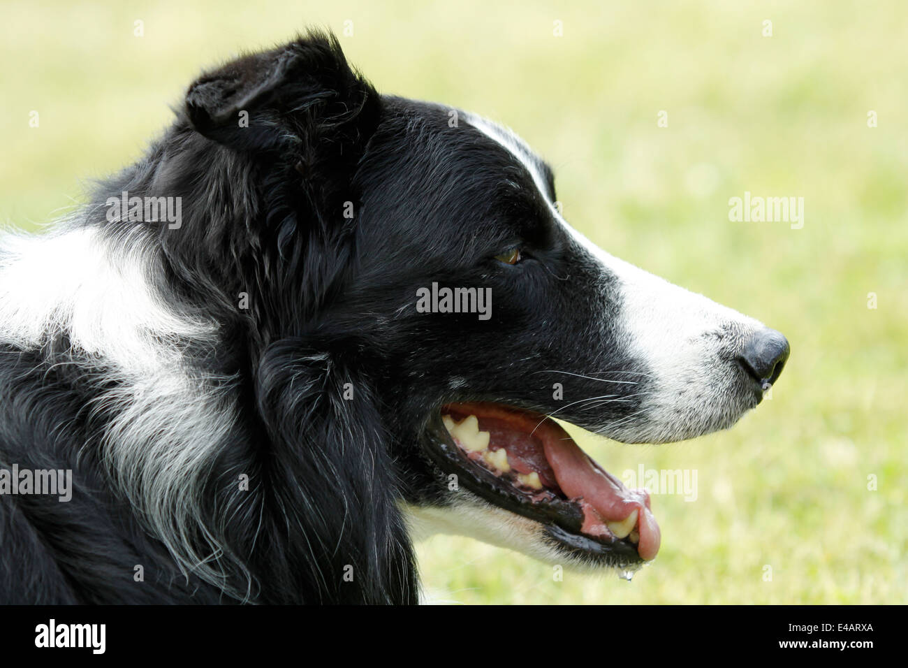 Portrait of Border Collie Stock Photo - Alamy