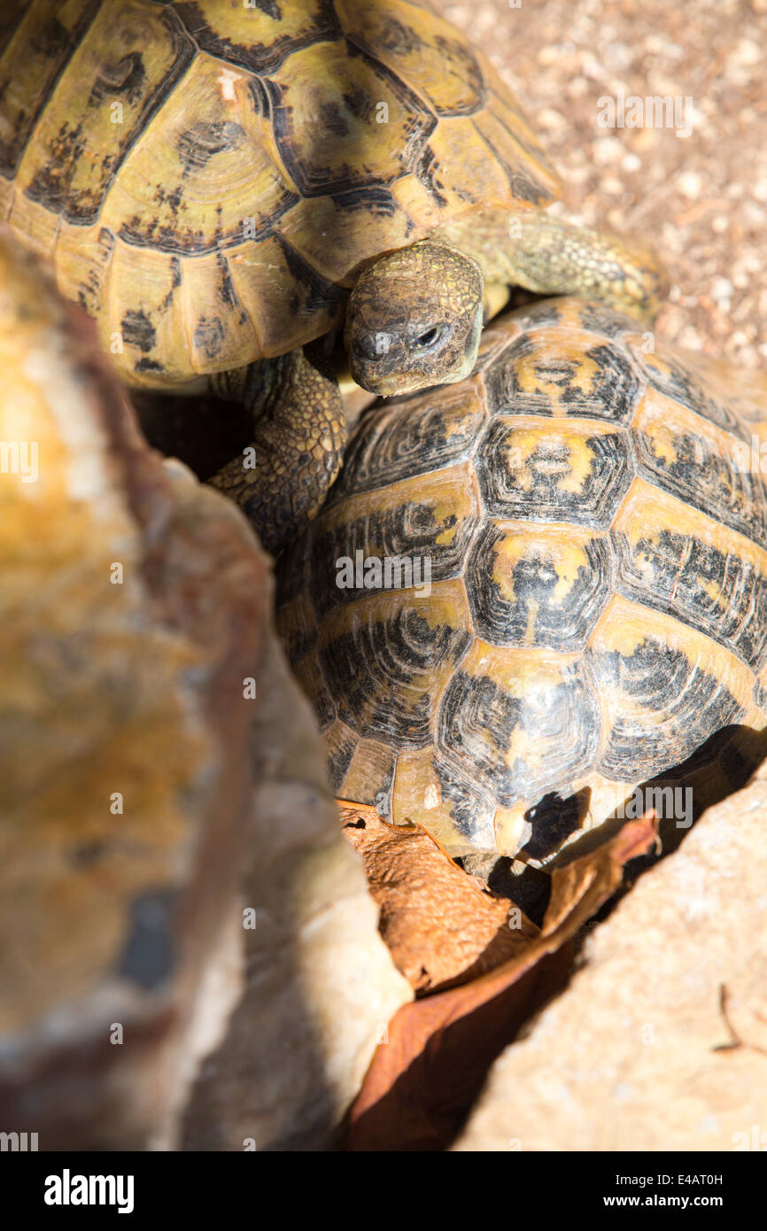 Wild tortoises in a garden in Sivota, Greece Stock Photo - Alamy
