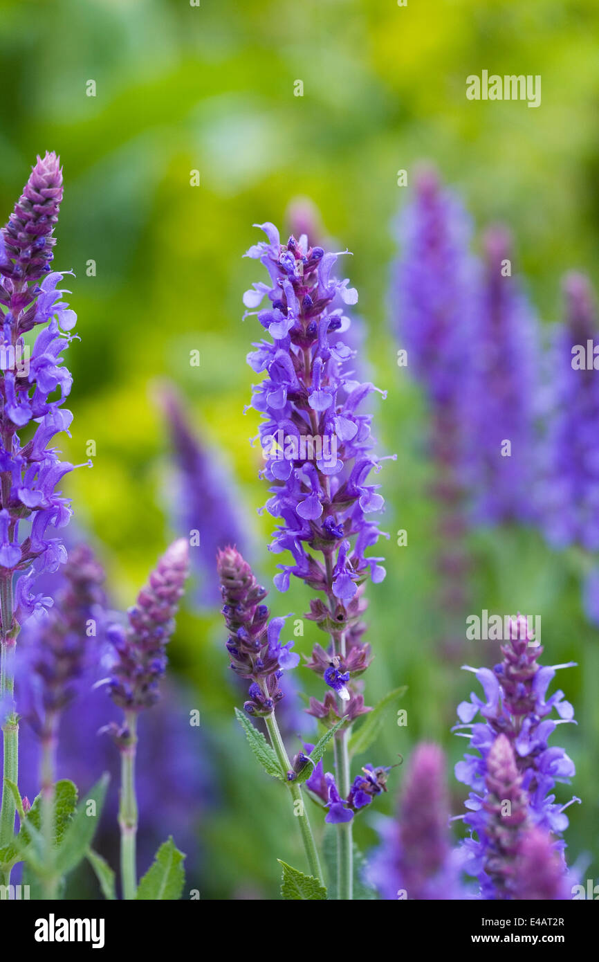Blue Salvia Landscaping