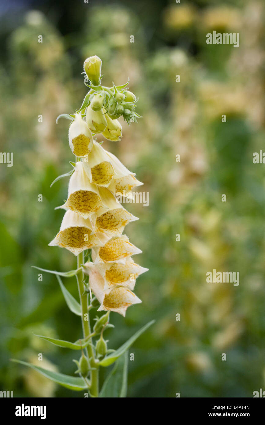 Digitalis grandiflora. Large yellow foxglove Stock Photo - Alamy