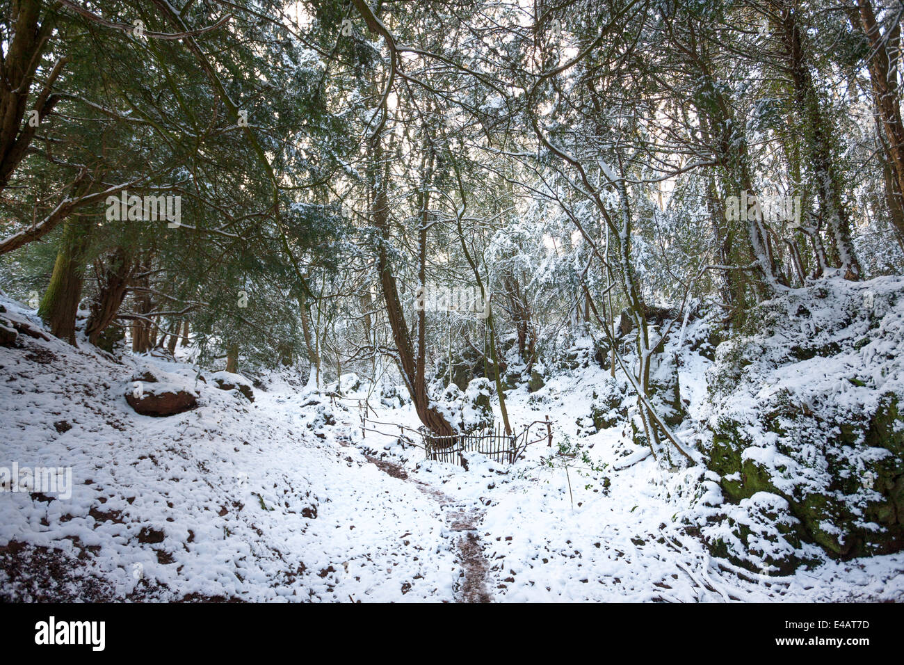Forest of Dean, Coleford, UK. 8th July, 2014. Actual shoot date varies ...