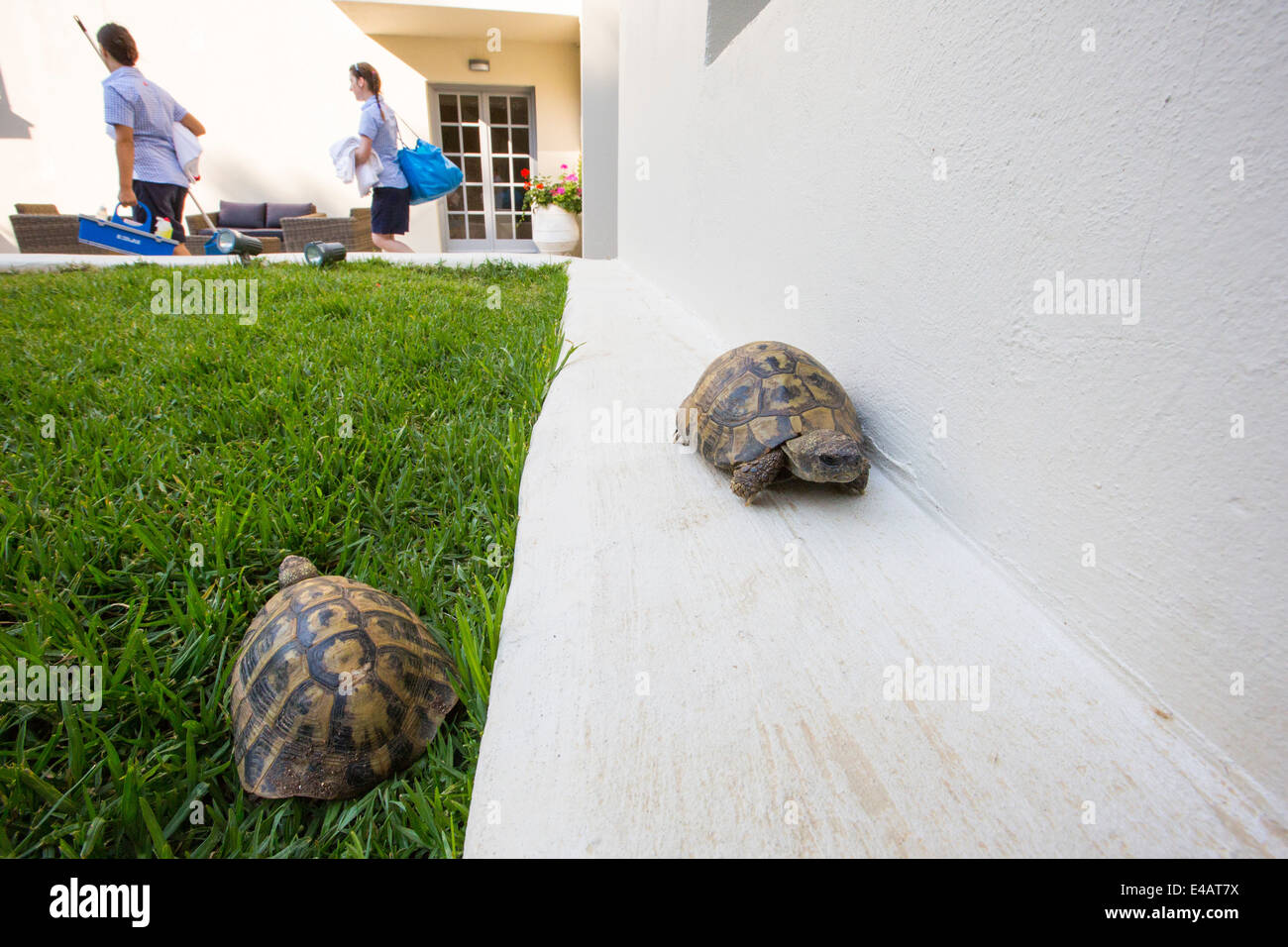 Tortoises in a hotel garden in Sivota, Greece Stock Photo - Alamy