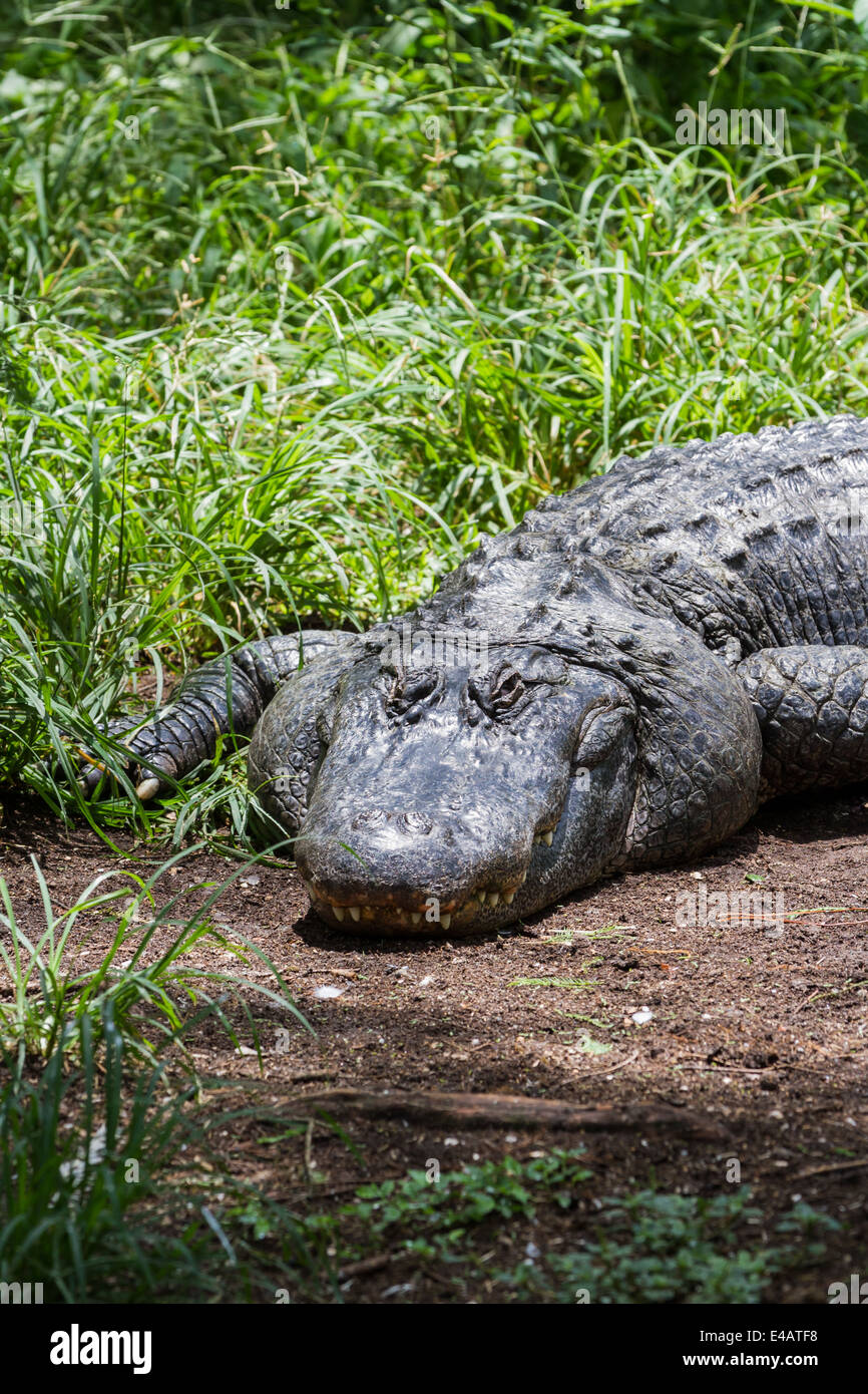 Fat alligator hi-res stock photography and images - Alamy