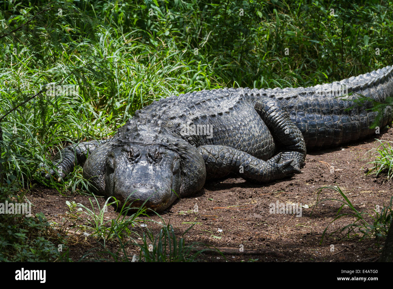 large american alligator laying close to green grass enjoying the ...