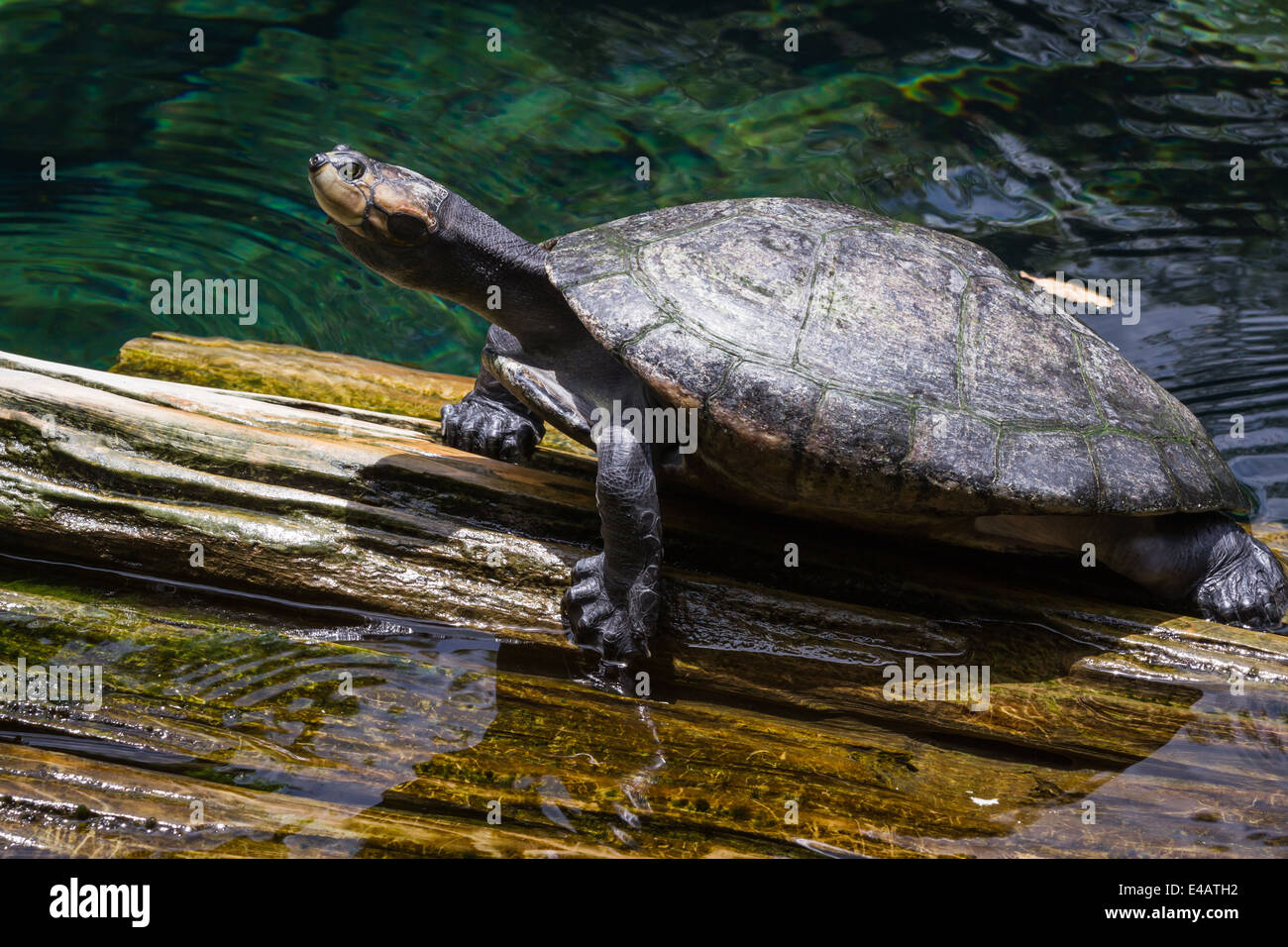 large pond turtle floating on a log enjoying the sunshine Stock Photo ...