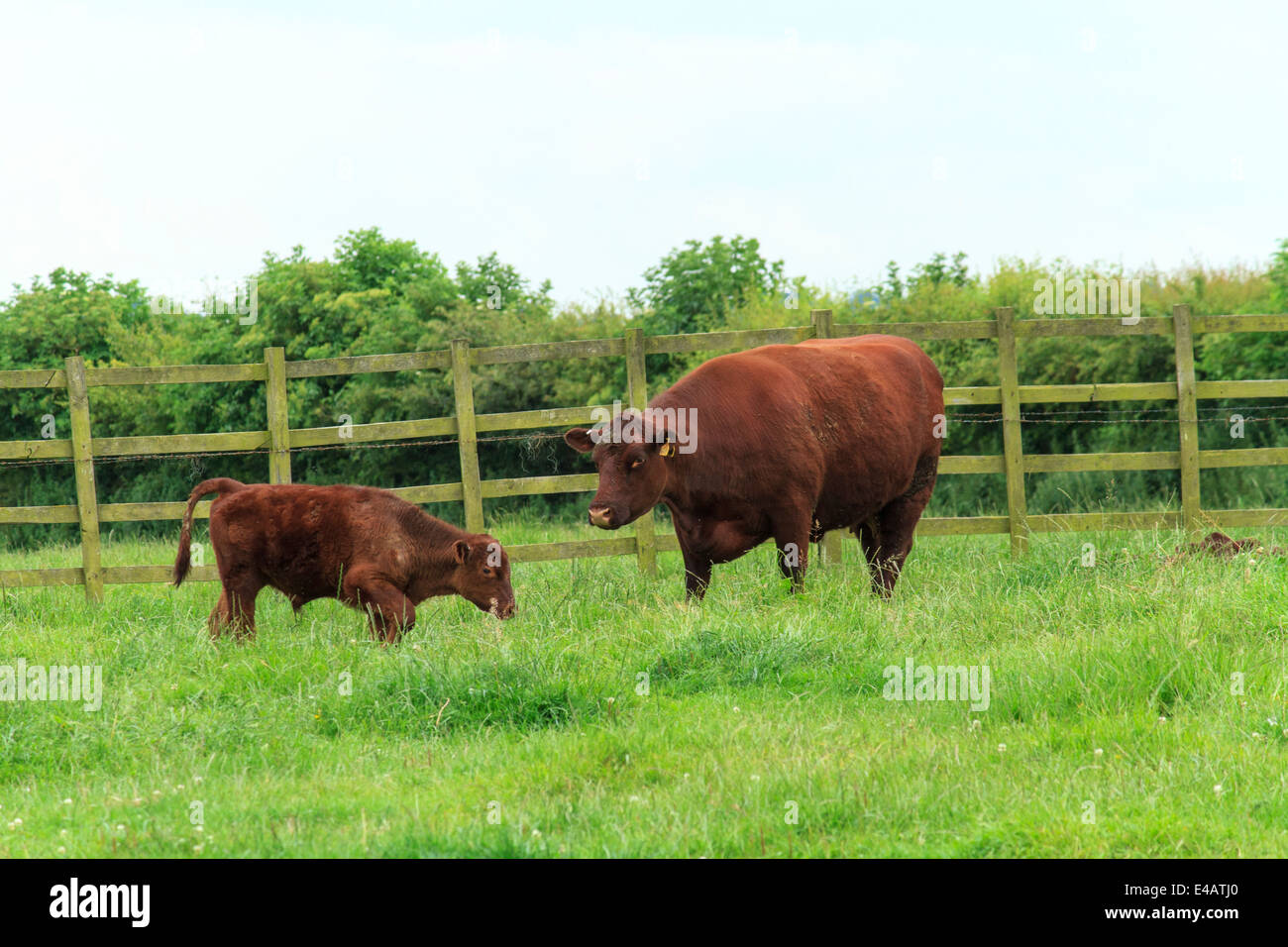 Pedigree Lincoln Red Cattle Stock Photo - Alamy