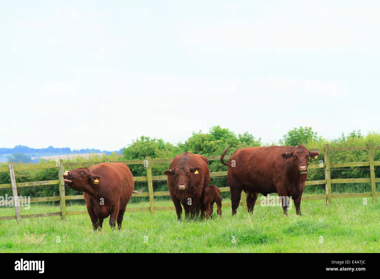 Lincoln red cattle hi-res stock photography and images - Alamy