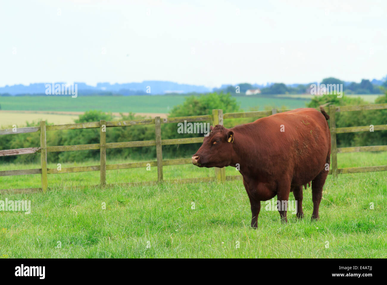Pedigree Lincoln Red Cattle Stock Photo - Alamy