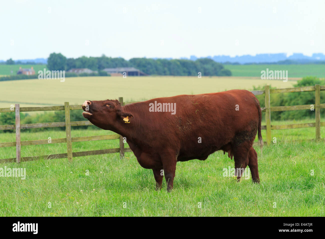 Lincoln red cattle hi-res stock photography and images - Alamy