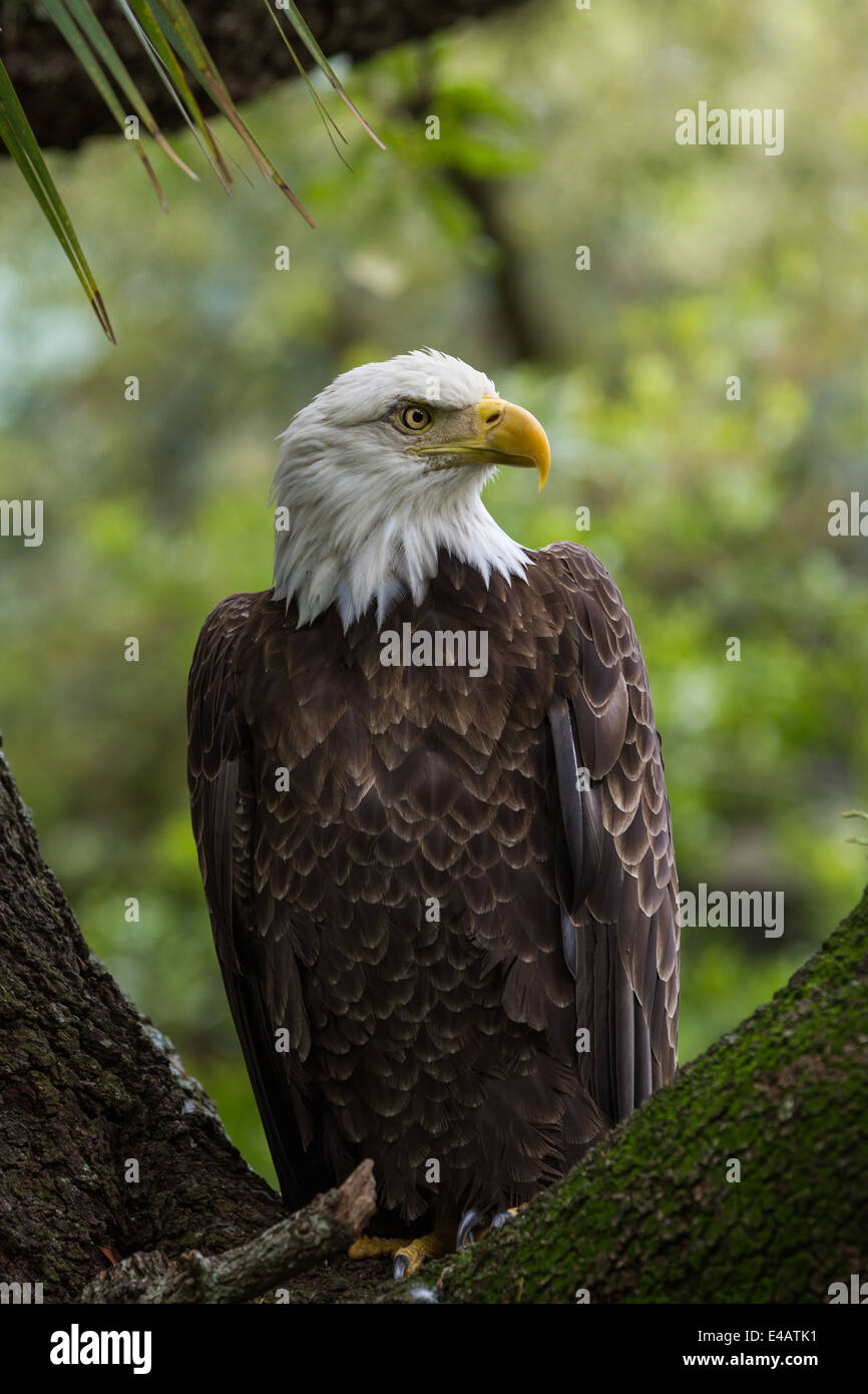 close up of an american bald eagle perched on a branch Stock Photo - Alamy