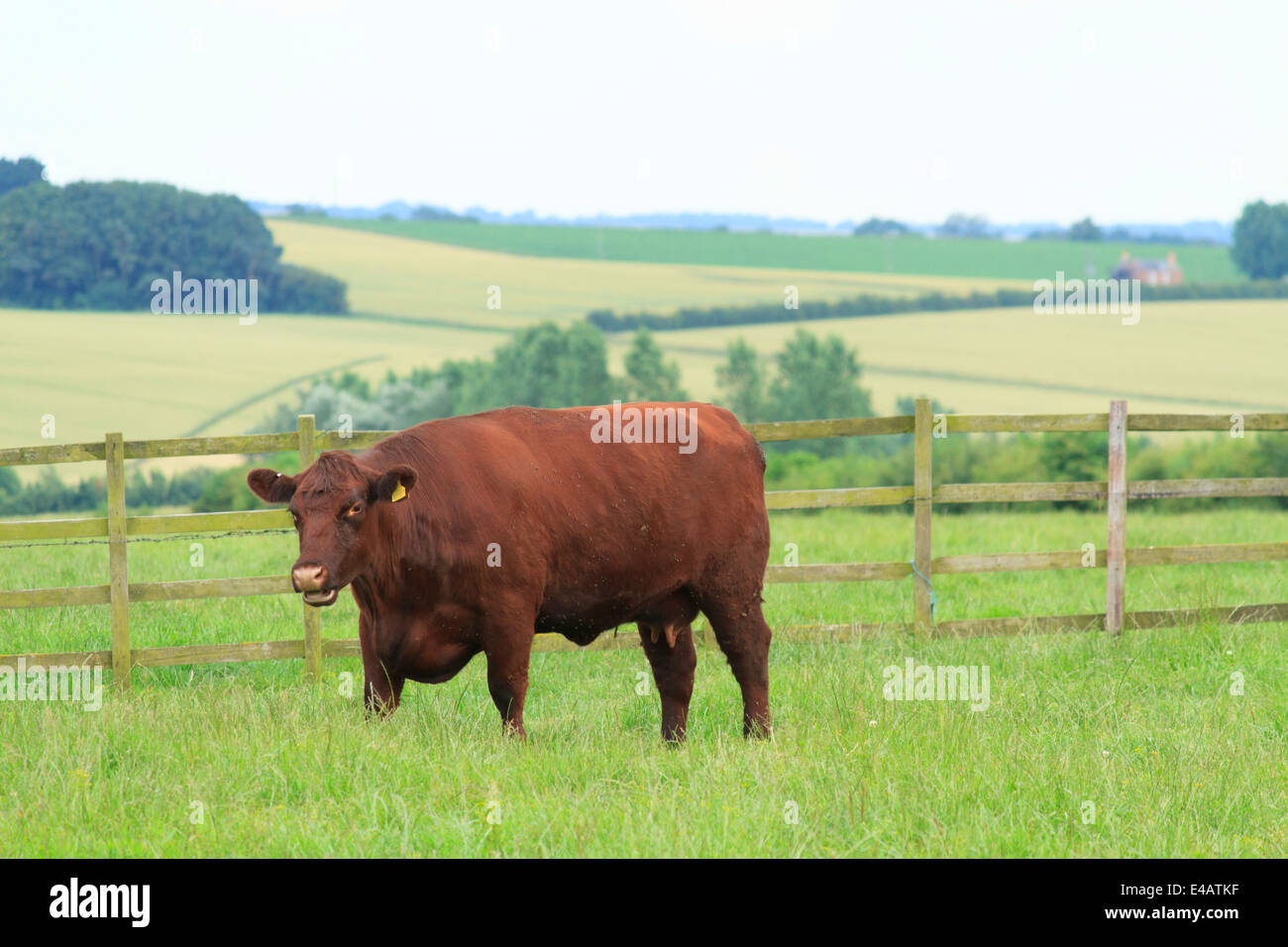 Pedigree Lincoln Red Cattle Stock Photo - Alamy