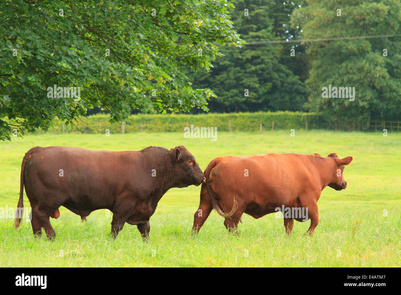 Lincoln red cattle hi-res stock photography and images - Alamy